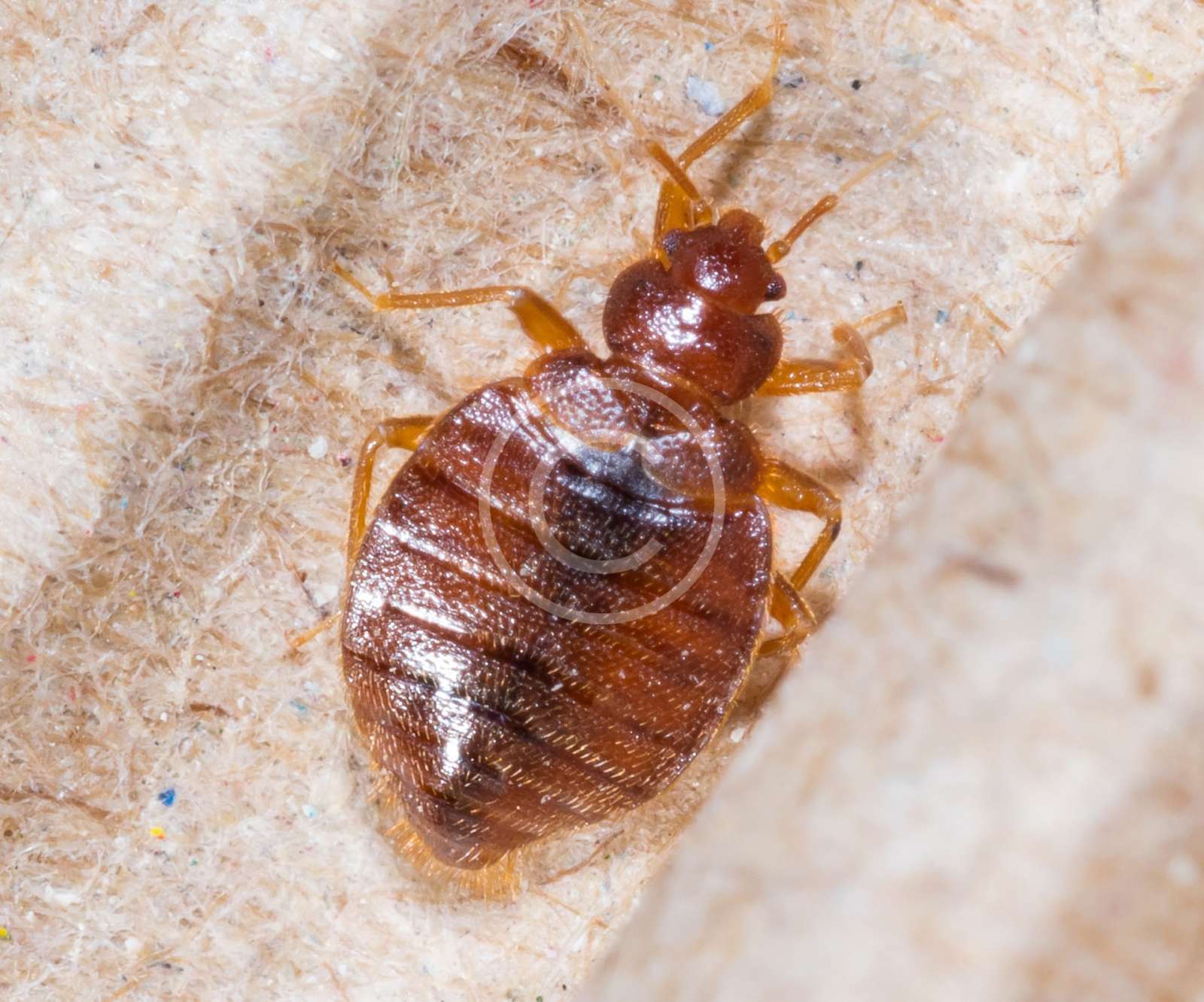 Fleas - Pest Control NI